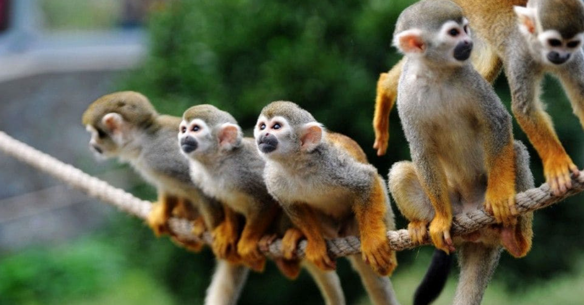 Thief tries to steal squirrel monkeys, gets beaten up by them instead