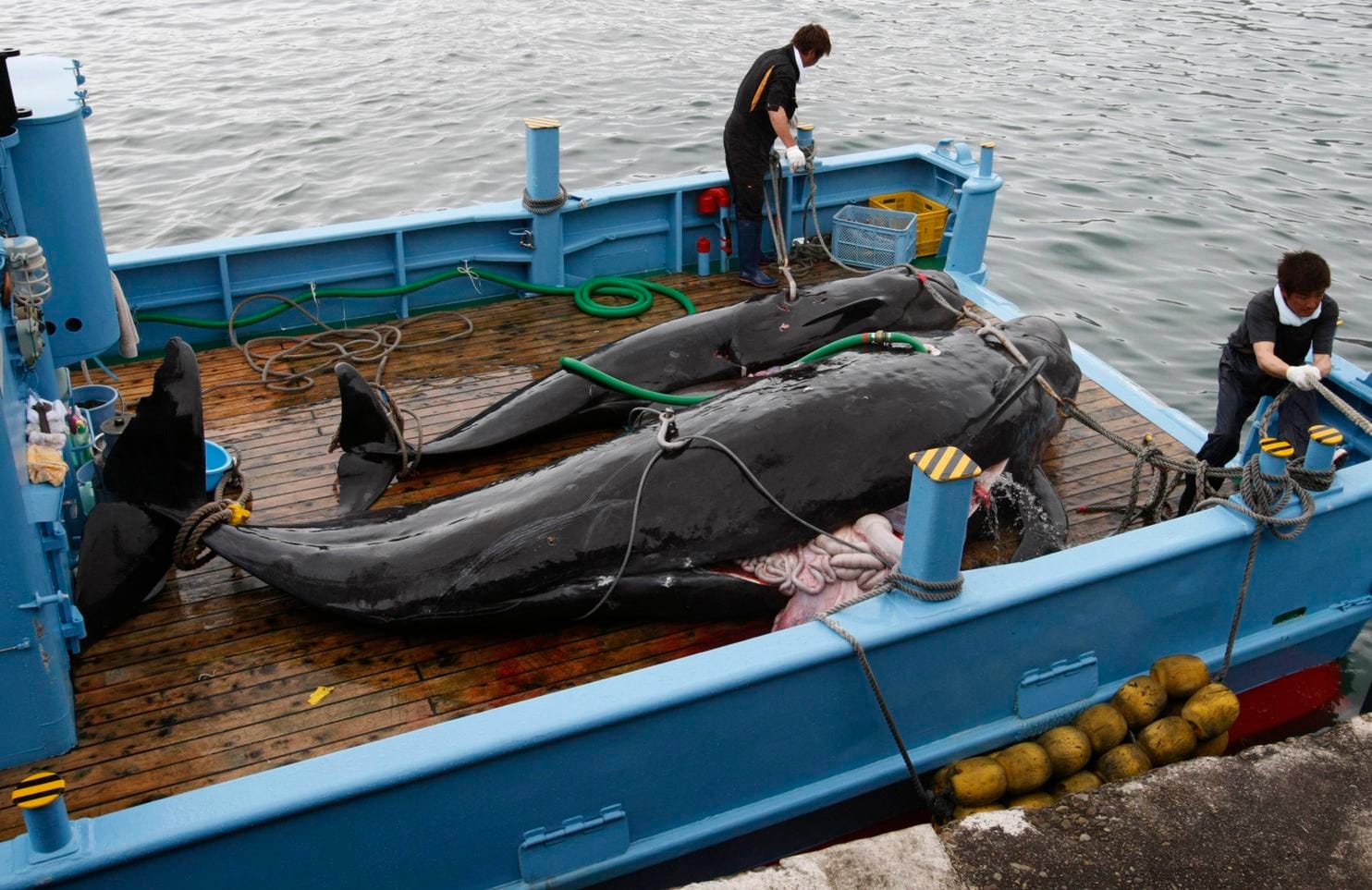 Japan to Resume Commercial Whaling in Defiance of International Ban