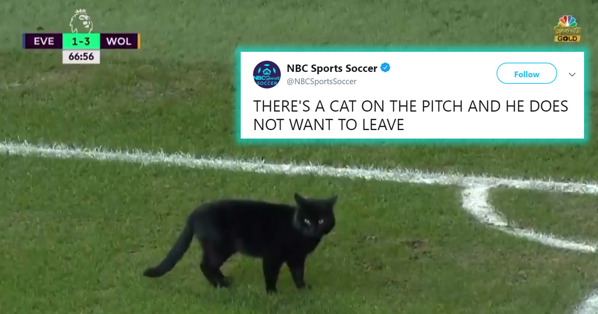 Watch this good kitty have the time of its life interrupting a soccer match